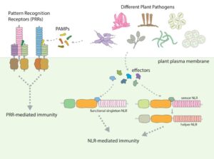 Unraveling the Secrets of Plant Defense: Regulation and Application of ...