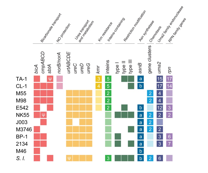 Decoding the Genomes of Thermophilic Cyanobacteria Thermosynechococcus ...