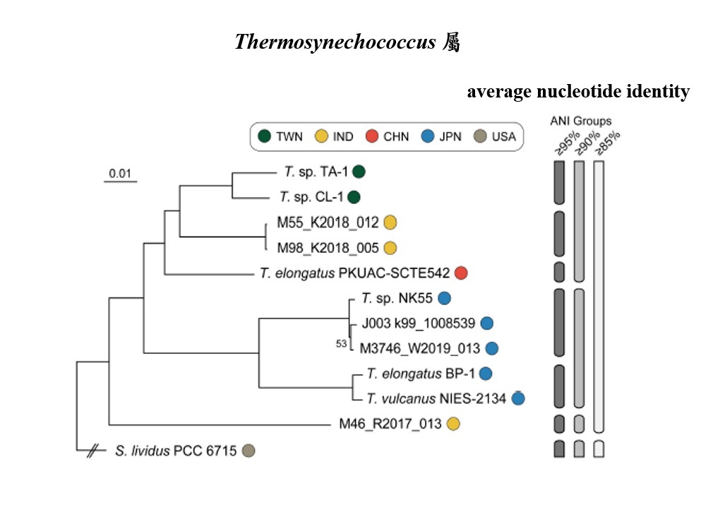台灣溫泉裡的小小居民：嗜熱溫泉藍綠菌TA-1、CL-1的基因體解讀